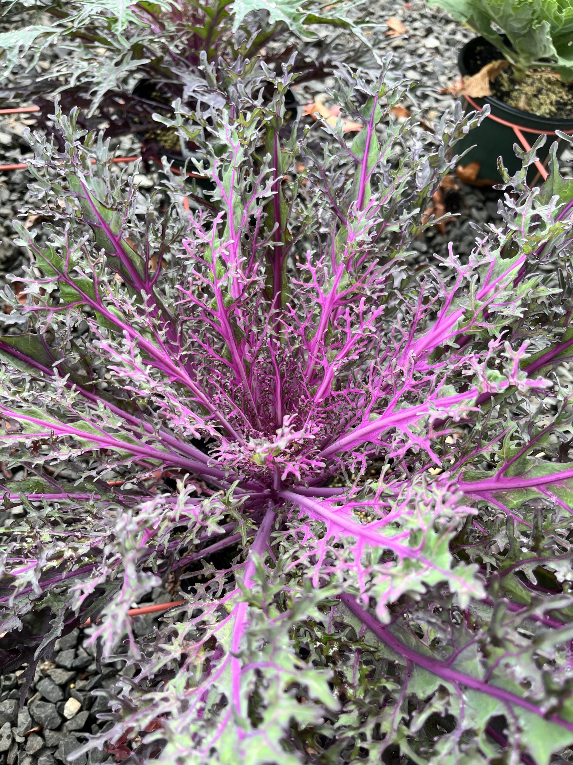 Fall Annual Availability - Designing Eden